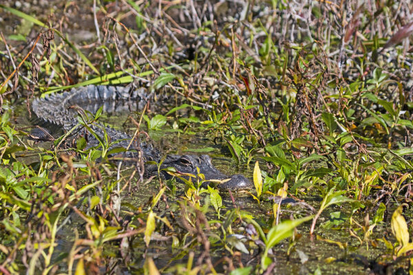 Natural Wonders of the Panhandle - Fish & Wildlife Foundation of Florida