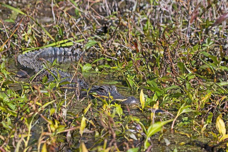 Natural Wonders of the Panhandle - Fish & Wildlife Foundation of Florida