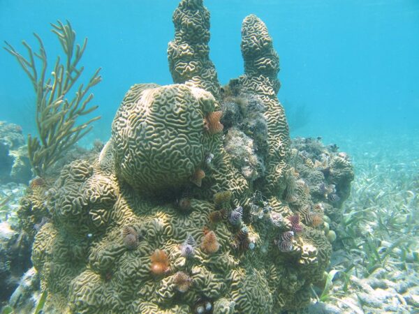 In Need of Rescue: Florida Coral Rescue Center Established to Help Save ...