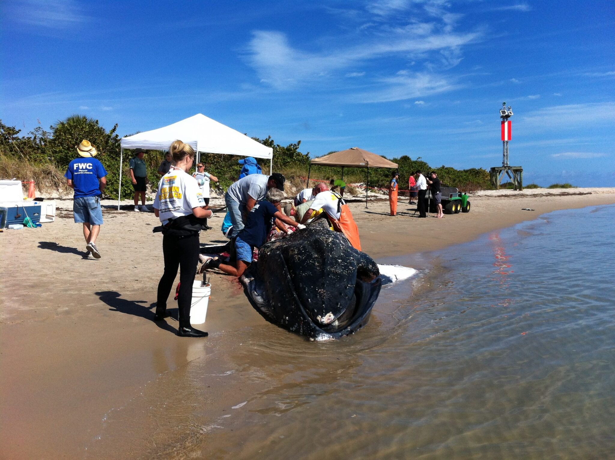 Why Do Whales Beach Themselves? - Fish & Wildlife Foundation of Florida