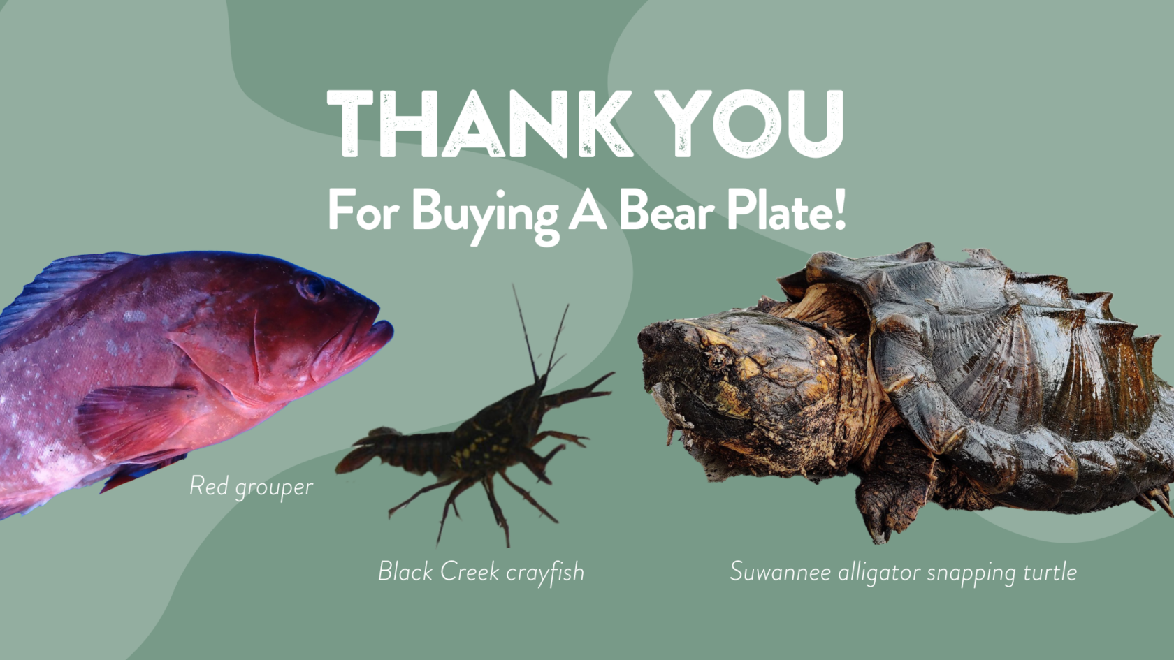 Grants at Work: 2023 Bear License Plate Grants - Fish & Wildlife ...