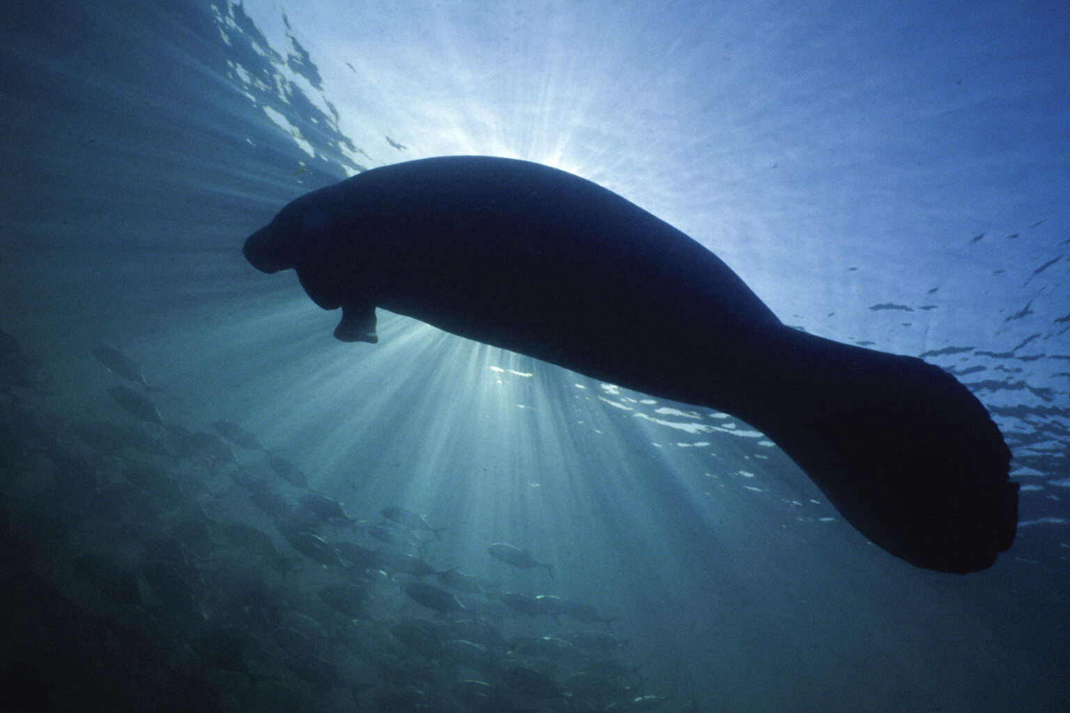 Feeding Florida’s Manatees - Fish & Wildlife Foundation of Florida