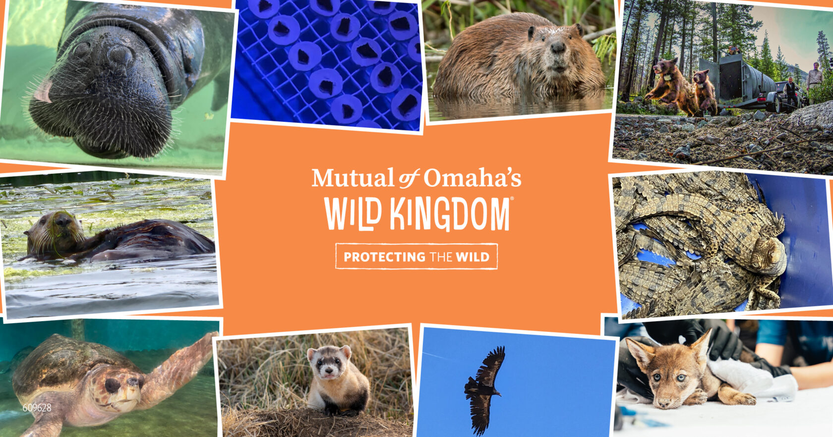 Florida Coral Rescue Center Featured in Mutual of Omaha's Wild Kingdom ...