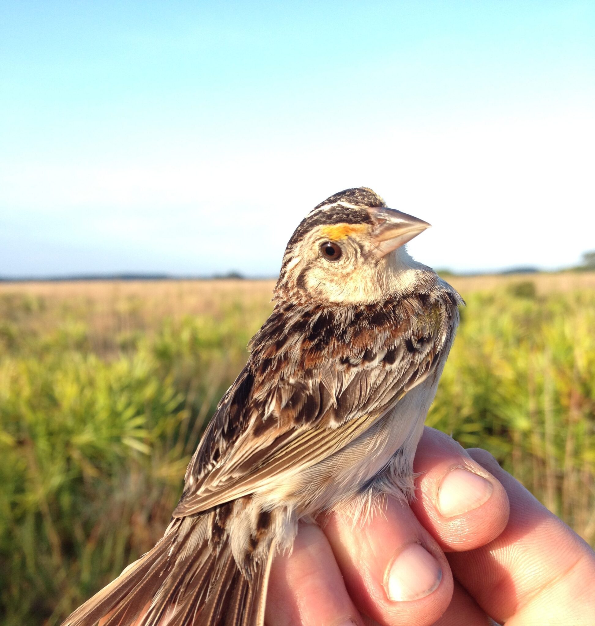 The Florida Grasshopper Sparrow - Fish & Wildlife Foundation of Florida