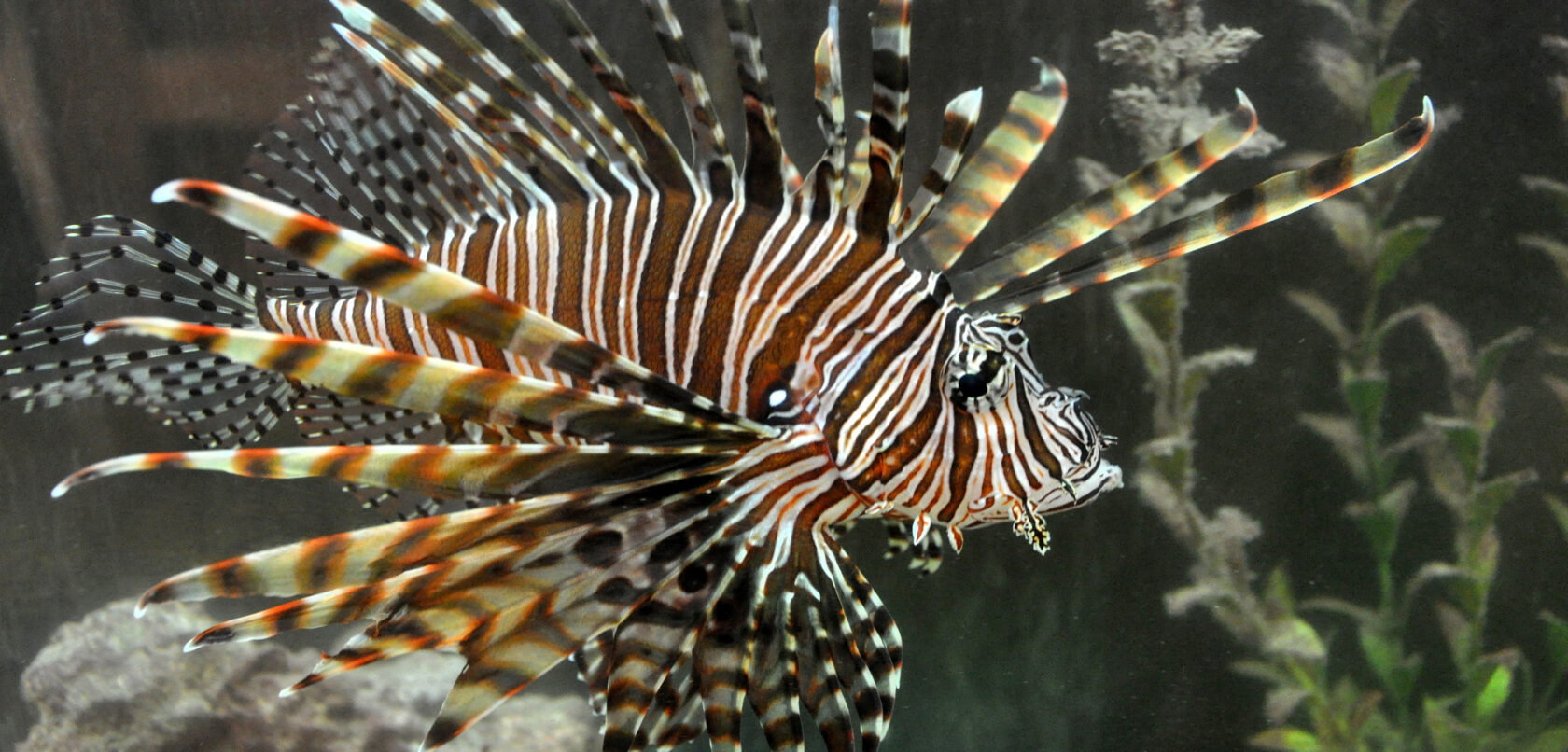 Pick a Cause - Fish & Wildlife Foundation of Florida