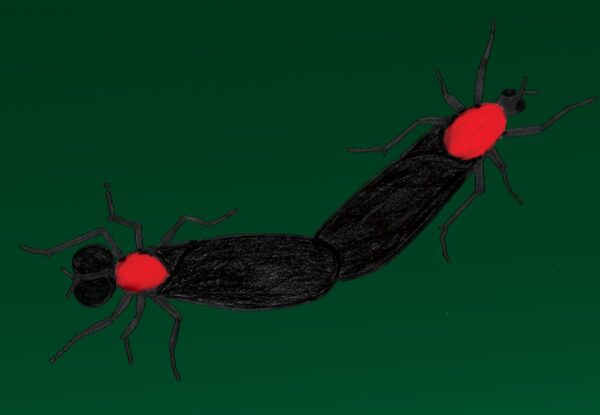 The Coming Season: Lovebugs - Fish & Wildlife Foundation of Florida