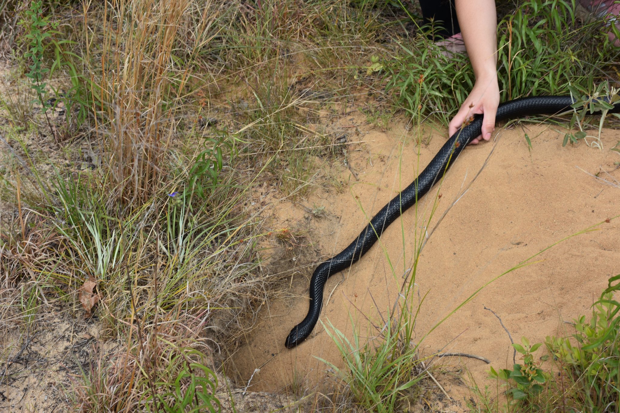 Species Spotlight: The Eastern Indigo Snake - Fish & Wildlife ...