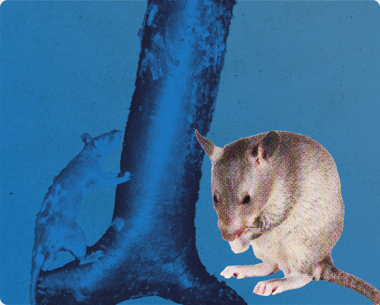 Eradicating invasive rats - Fish & Wildlife Foundation of Florida