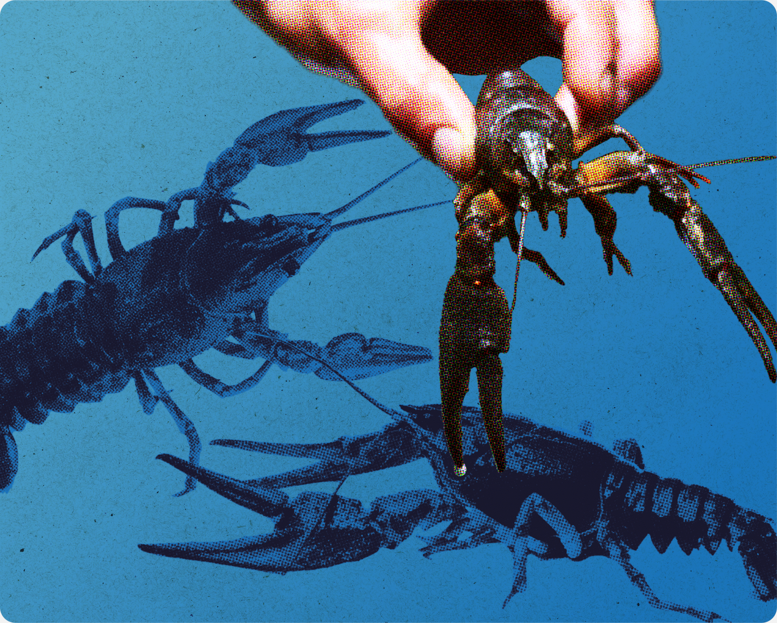 Protecting a rare Florida crayfish - Fish & Wildlife Foundation of Florida
