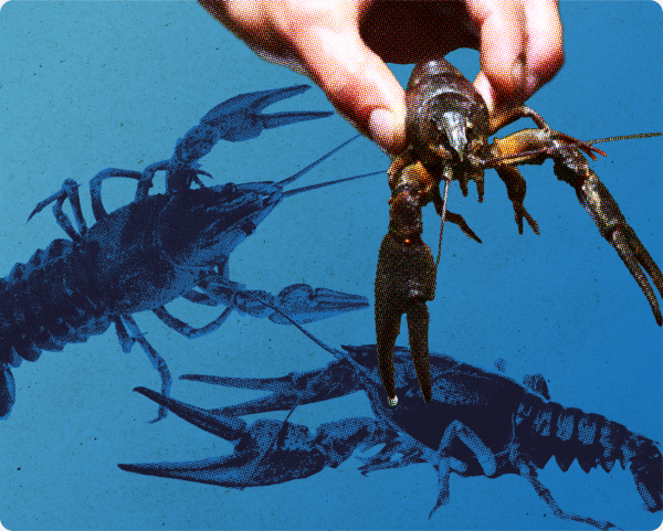 Protecting a rare Florida crayfish - Fish & Wildlife Foundation of Florida