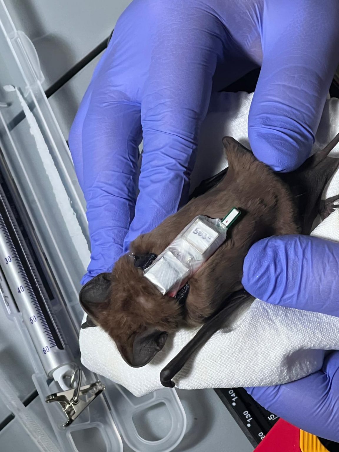 Celebrating Florida’s Winged Wonder During International Bat Week ...