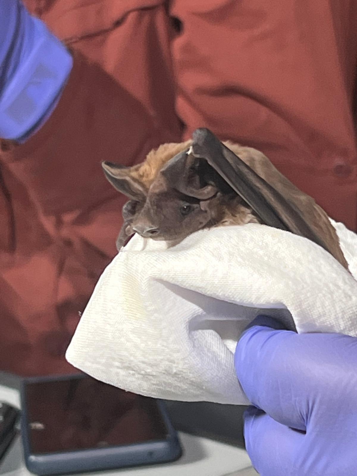 Celebrating Florida’s Winged Wonder During International Bat Week ...