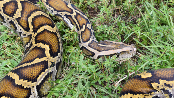 Pythons keep slithering their way to the Space Coast - Fish & Wildlife ...