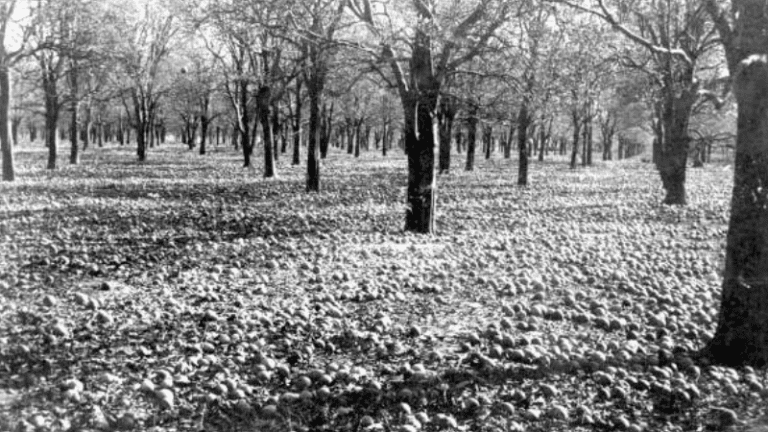 Species Spotlight: Florida Sandhill Crane - Fish & Wildlife Foundation ...